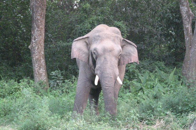 Mission Tiger, 4 days tour inside Chitwan National Park. - Who Should Consider This Tour?