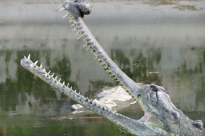 Mission Tiger, 4 days tour inside Chitwan National Park. - Frequently Asked Questions