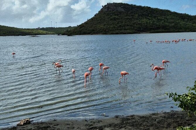 Misteriosas Cuevas, Elegantes Flamencos y Relax en Porto Marie - Discover Curaçao’s Hidden Gems