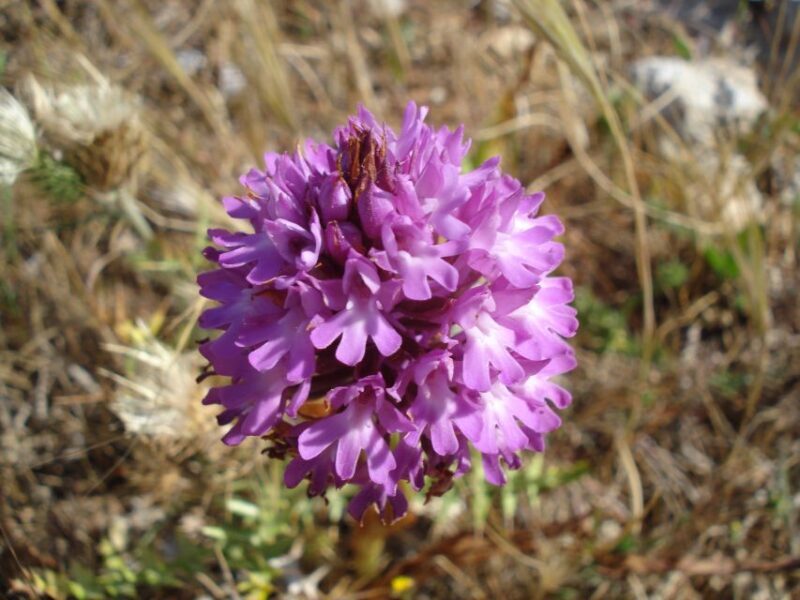 Mistra Valley and Selmun Private Nature Tour with Transport - An Itinerary Packed with Breathtaking Views and Natural Landmarks