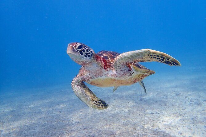 [Miyako Island / Half Day] Sea Turtle Snorkeling - Key Points