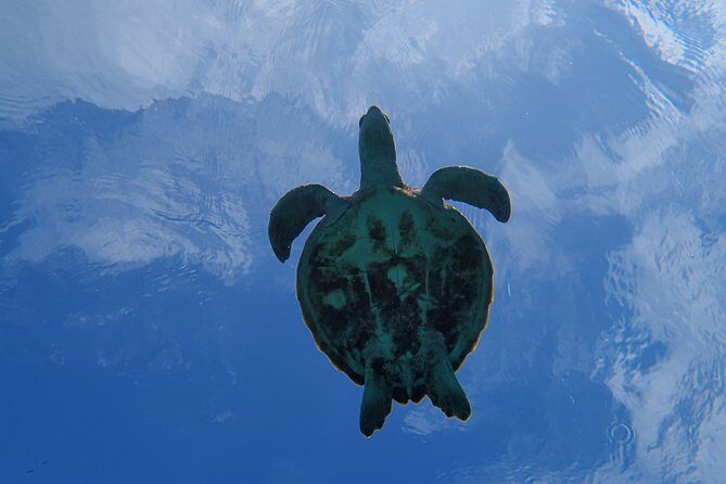 [Miyako Island / Half Day] Sea Turtle Snorkeling - Who Will Love This Tour?