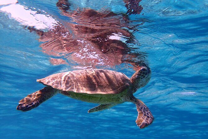 [Miyako Island / Half Day] Sea Turtle Snorkeling - The Sum Up