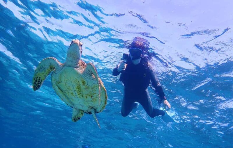 Miyako island: Sea Turtle Snorkeling Tour - Authentic Experiences & Real Feedback from Travelers