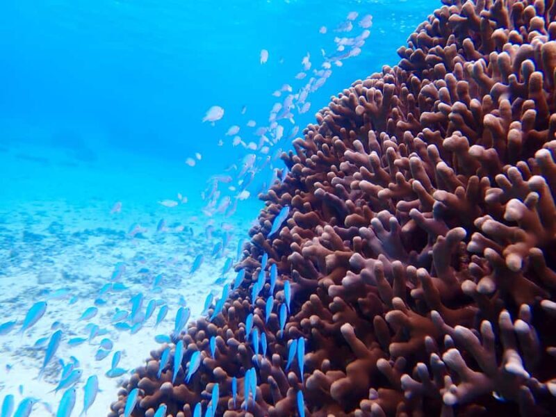 Miyako island: Sea Turtle Snorkeling Tour - The Sum Up: Who Should Consider This Tour?