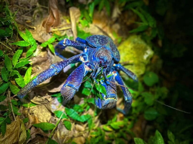 Miyako Island: Stars & Jungle Night Walking Tour - What to Expect from the Night Walking Tour