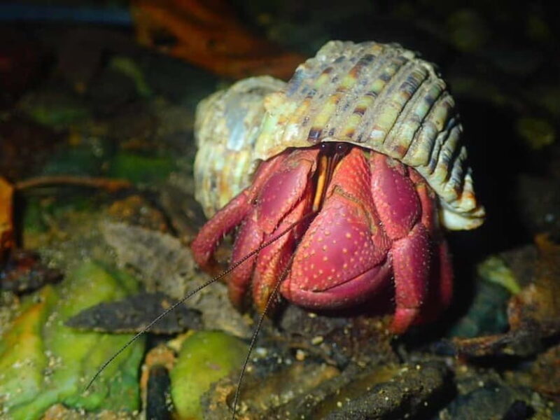 Miyako Island: Stars & Jungle Night Walking Tour - Final Thoughts