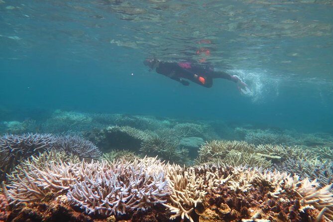 [Miyakojima Snorkel] Private tour from 2 people Enjoy from 3 years old! Enjoy Nemo, Coral and Miyako Blue - An Intimate, Relaxed Approach to Snorkeling