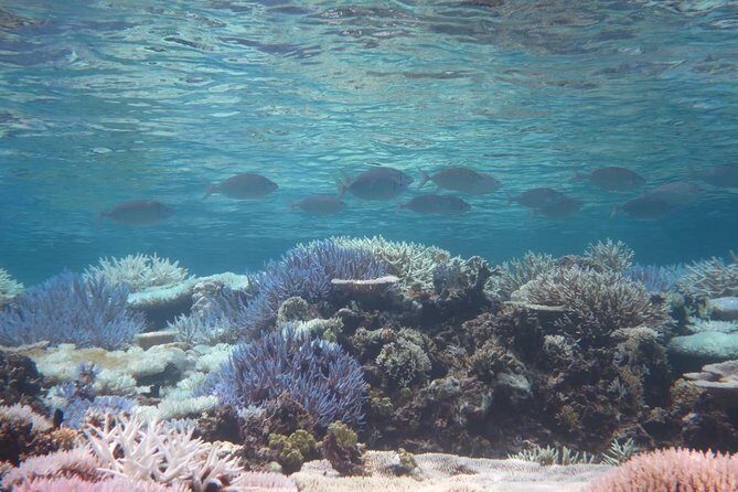 [Miyakojima Snorkel] Private tour from 2 people Enjoy from 3 years old! Enjoy Nemo, Coral and Miyako Blue - What’s Included and What’s Extra