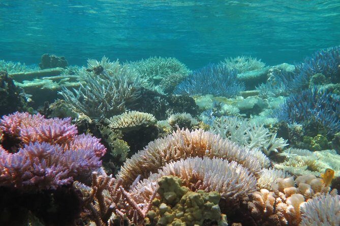 [Miyakojima Snorkel] Private tour from 2 people Enjoy from 3 years old! Enjoy Nemo, Coral and Miyako Blue - Why This Tour Delivers Value