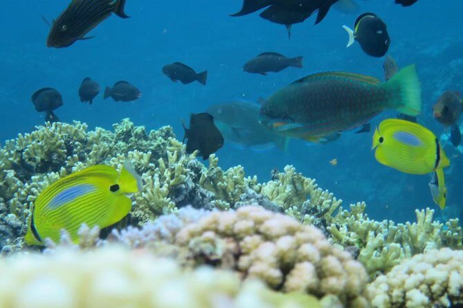 [Miyakojima Snorkel] Private tour from 2 people Enjoy from 3 years old! Enjoy Nemo, Coral and Miyako Blue - Who Should Consider This Tour?