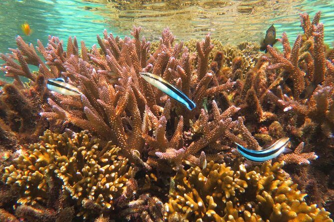 [Miyakojima Snorkel] Private tour from 2 people Enjoy from 3 years old! Enjoy Nemo, Coral and Miyako Blue - FAQs