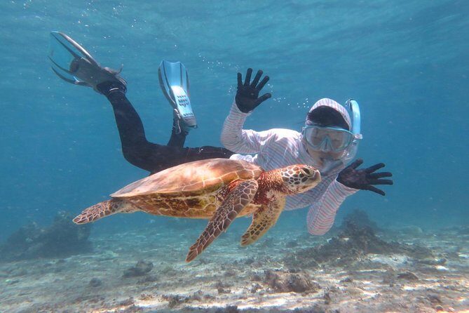 [Miyakojima Snorkel] Private tour from 2 people Let's look for sea turtles! Snorkel tour that can be enjoyed from 3 years old - Key Points