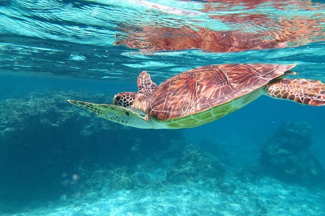 [Miyakojima Snorkel] Private tour from 2 people Let's look for sea turtles! Snorkel tour that can be enjoyed from 3 years old - An Honest Look at the Tour Experience