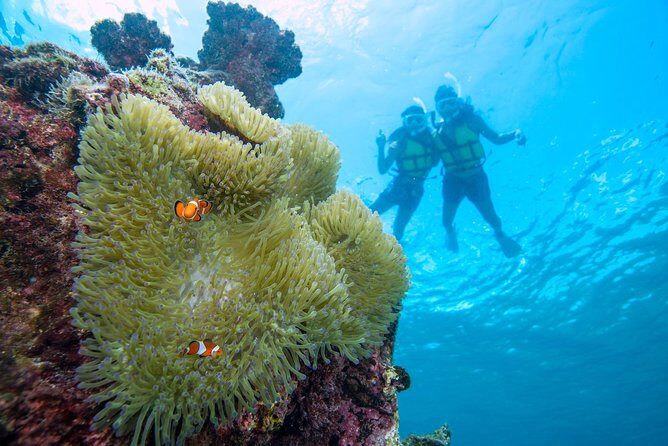 Miyakojima / Snorkel tour to enjoy coral and fish - Key Points