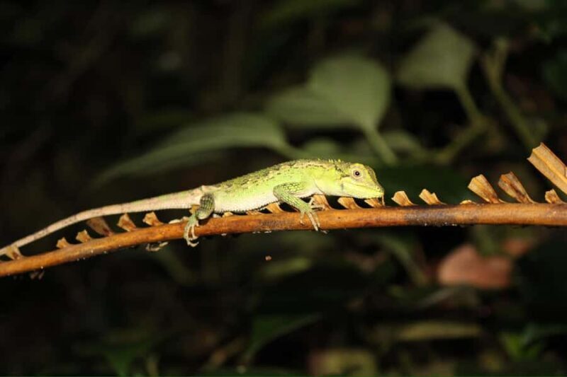 Miyakojima: Starry sky  Jungle Night Tour - The Starry Sky and Nighttime Magic