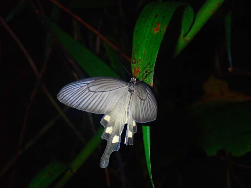 Miyakojima: Starry sky  Jungle Night Tour - Practical Details and Value