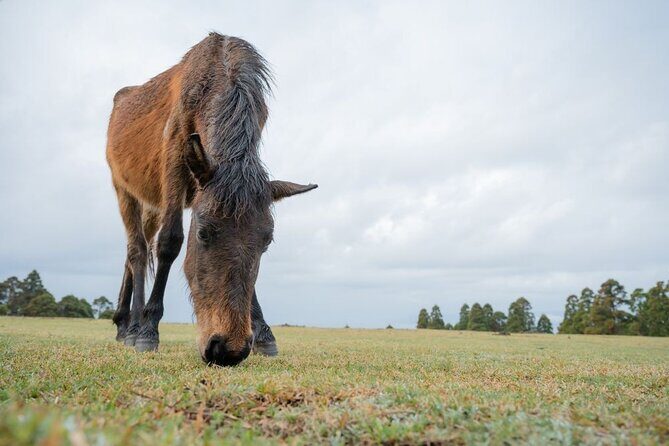 Miyazaki Private Tour by Car - In-Depth Review of the Miyazaki Private Car Tour