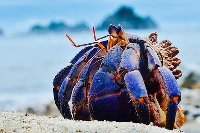 Miyazaki Snorkel Kayak Tour - FAQ