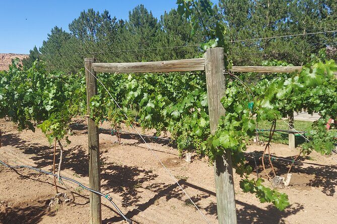 Moab Back Roads, History and Winery E-Bike Tour - Who Will Love This Tour?