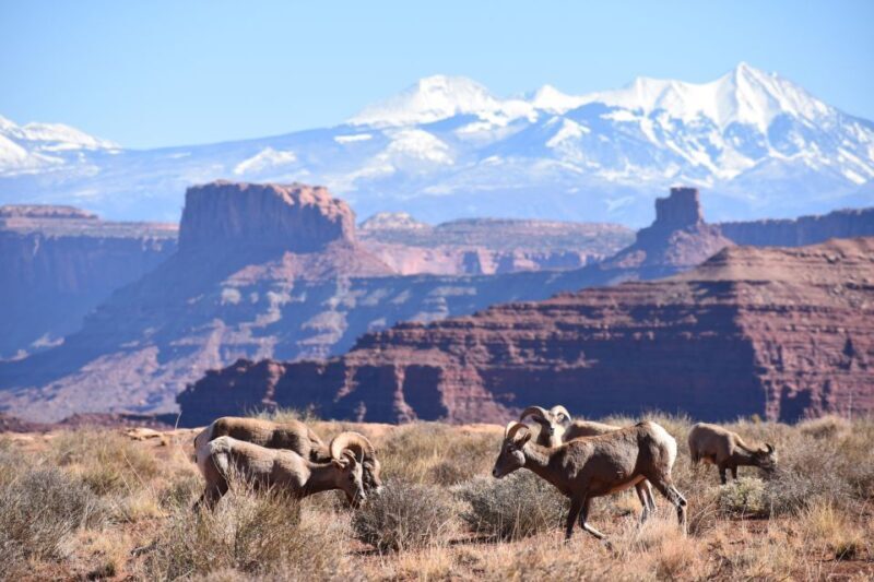 Moab: Canyonlands National Park 4x4 White Rim Tour - Transportation and Group Size