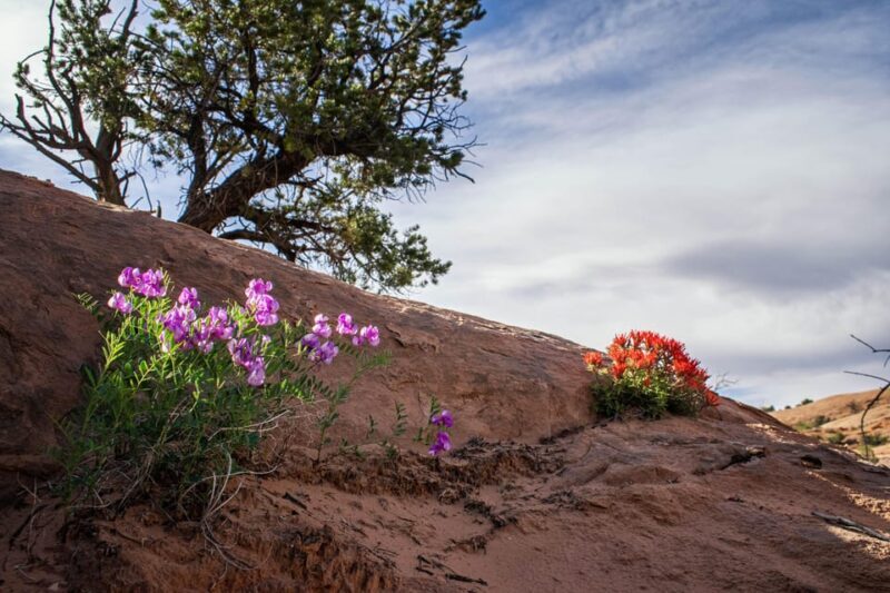 Moab: Fins and Things Canyoneering Adventure tour - Conclusions: Who Will Enjoy This Tour?