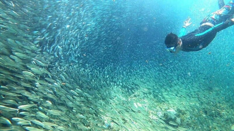 Moalboal: Pescador Island Hopping Adventure and Sardine Run - A Closer Look at the Experience