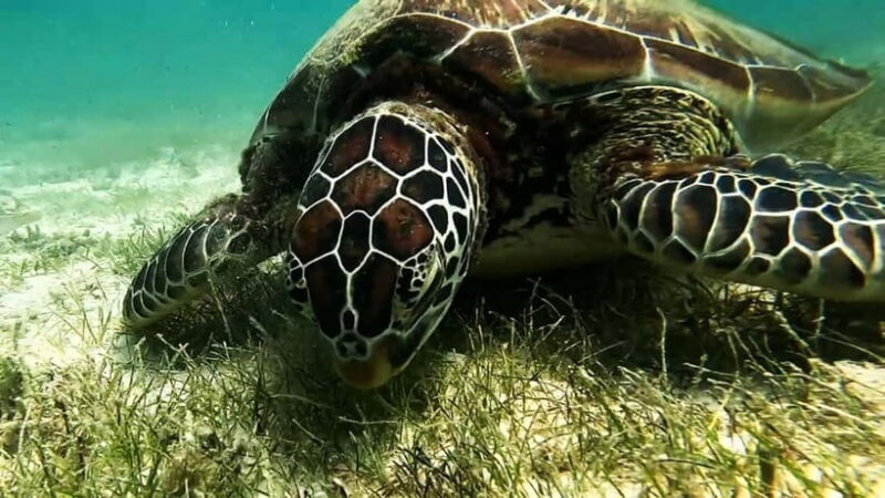 Moalboal: Pescador Island Hopping & Kawasan Canyoneering - Key Points