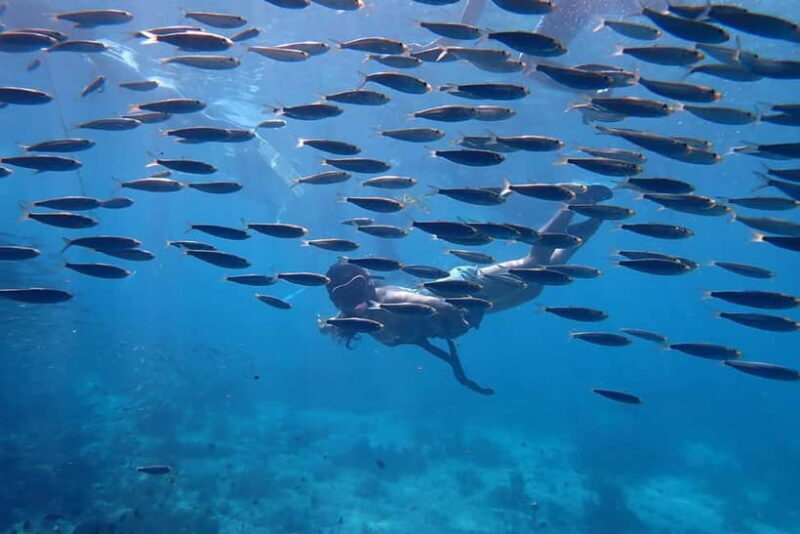 Moalboal: Private Beginner's Canyoning and Sardines & Turtle - Frequently Asked Questions (FAQs)