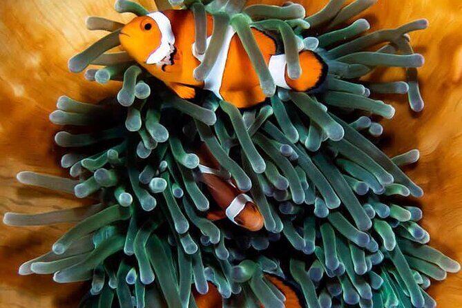 Moalboal Sardine Run and Kawasan Day Tour - Introduction