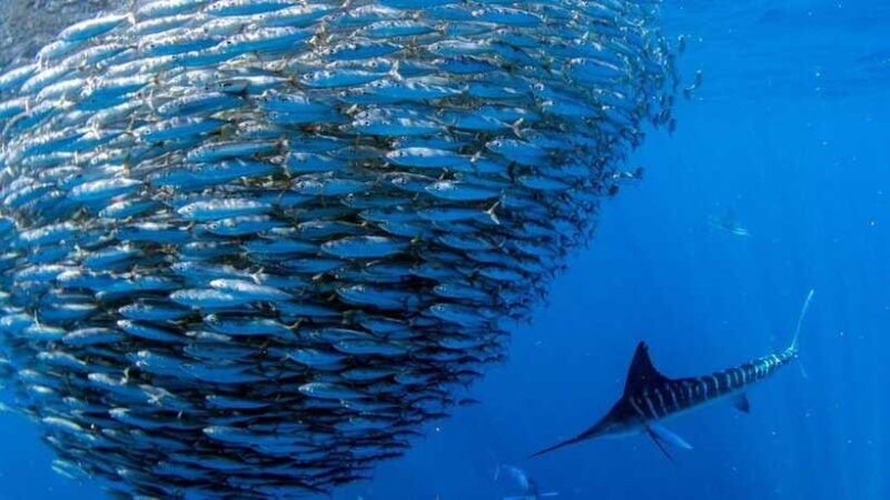 Moalboal Sardines Run Private Tour - Key Points