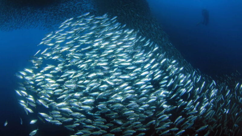 Moalboal Sardines Run Private Tour - Why This Tour Offers Great Value