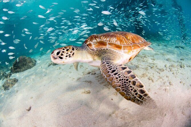 Moalboal Sardines Run Private Tour w/ Transfers Option - Key Points