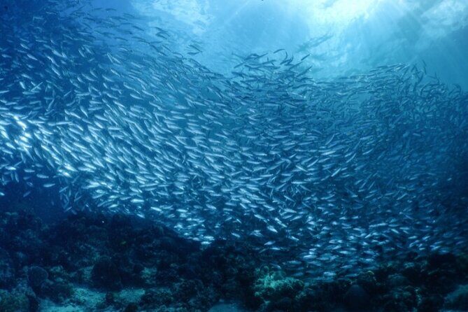 Moalboal Sardines Run Private Tour w/ Transfers Option - The Tour Experience in Detail