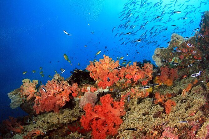 Moalboal Sardines Run Private Tour w/ Transfers Option - FAQ