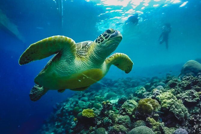 Moalboal Sardines & Turtle Snorkeling and Kawasan Canyoneering - Key Points