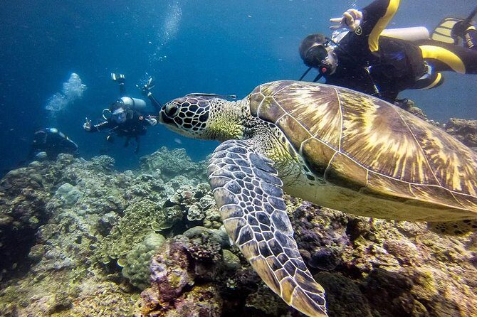 Moalboal Sardines & Turtle Snorkeling and Kawasan Canyoneering - The Sum Up: Who Should Book This Tour?