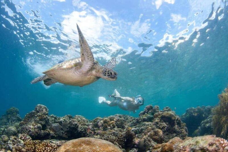 Moalboal: Scuba Diving and Pescador Island Hopping - Introduction: Why This Tour Is Worth Considering