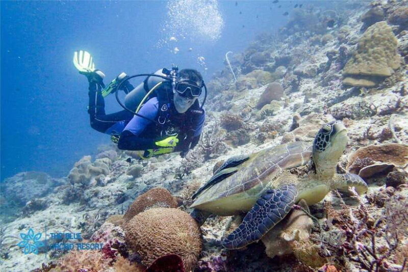 Moalboal : Scuba Diving Sardine Run and Turtle Chasing - Key Points