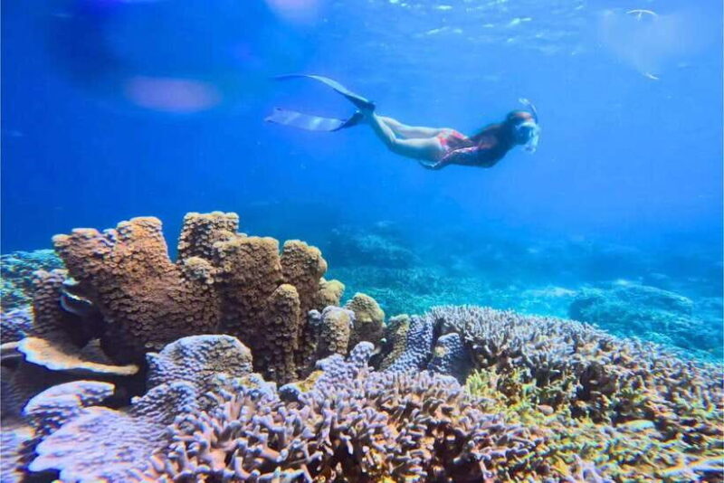 Moalboal : Scuba Diving Sardine Run and Turtle Chasing - What Are the Key Highlights?