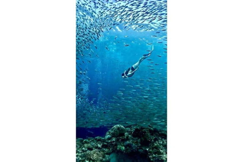 Moalboal : Scuba Diving Sardine Run and Turtle Chasing - What’s Included and Whats Not?