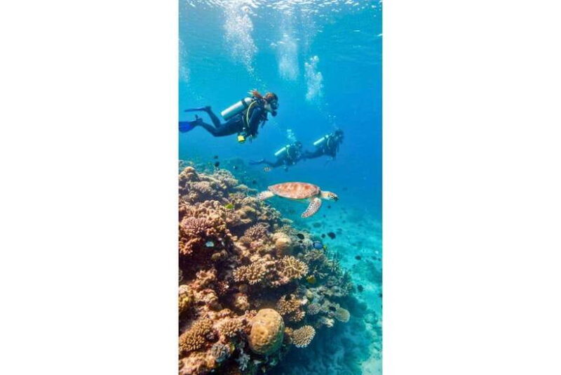 Moalboal : Scuba Diving Sardine Run and Turtle Chasing - The Value of the Experience