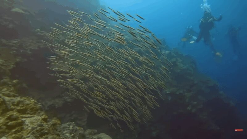 Moalboal : Scuba Diving Sardine Run and Turtle Chasing - Authentic Feedback from Travelers