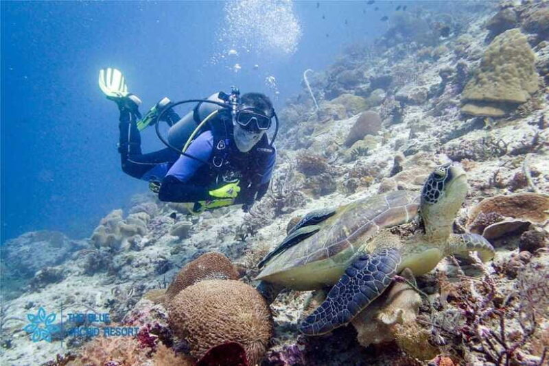 Moalboal : Scuba Diving Sardine Run and Turtle Chasing - Final Words