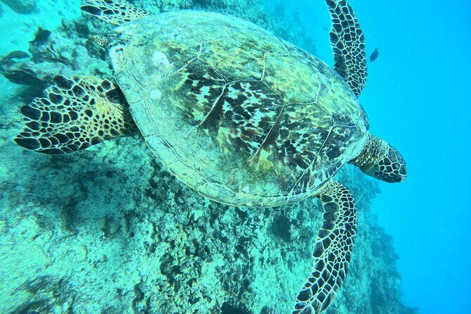 Moanas Waikk Grand Guided Turtle Snorkel & Sailing Adventure - The Full Itinerary in Detail