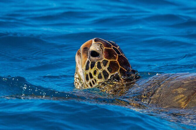 Moanas Waikk Grand Guided Turtle Snorkel & Sailing Adventure - Final Thoughts