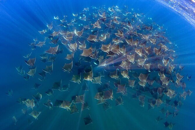 Mobula Ray and Ocean Safari Day Trip - Introduction: An Appealing Ocean Adventure in Cabo San Lucas