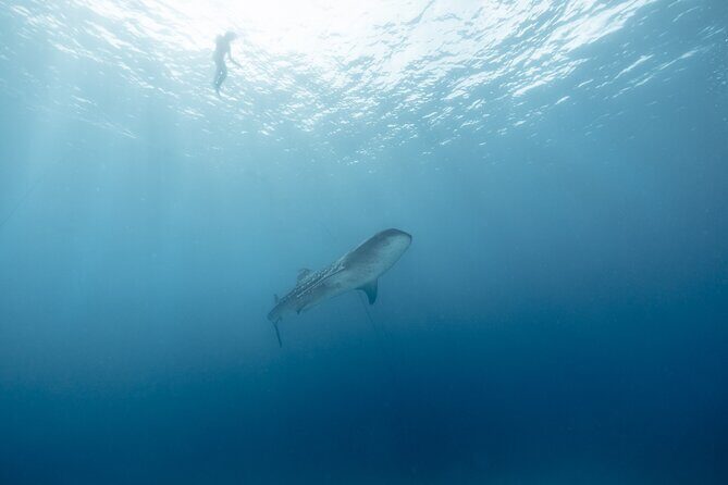 Mobula Ray and Ocean Safari Day Trip - Practical Details & Considerations