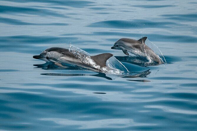 Mobula Ray and Ocean Safari Day Trip - Authentic Experiences Through Guest Feedback