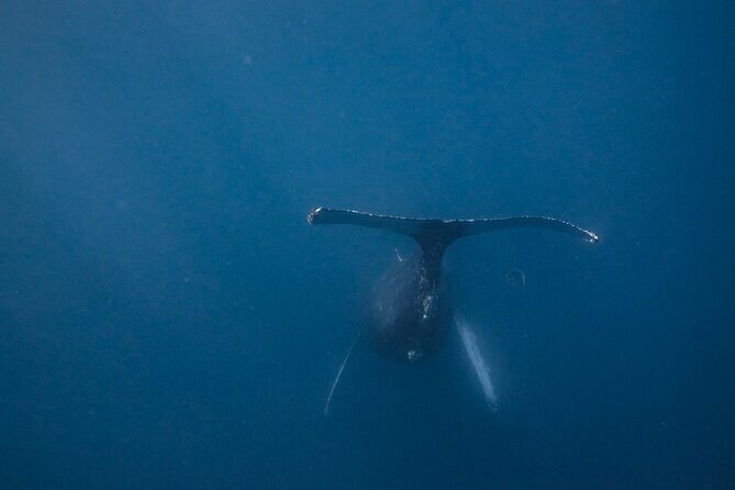 Mobula Ray and Ocean Safari Day Trip - The Sum Up: Who Will Love This Ocean Safari?